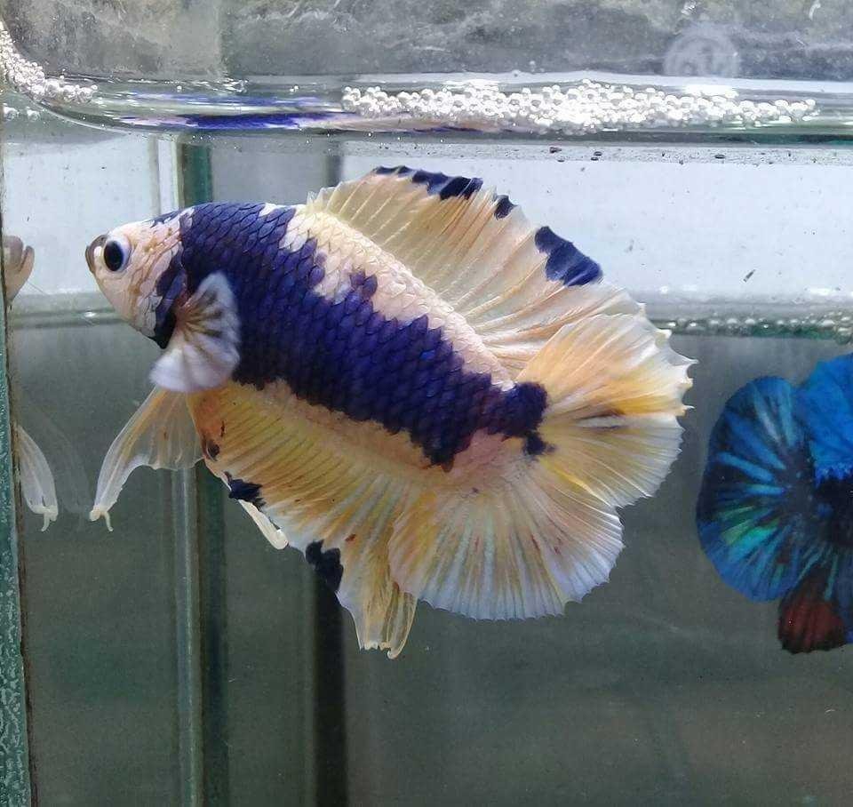 Is there a difference between “twin-tail” and “twin-tail halfmoon?” : r ...