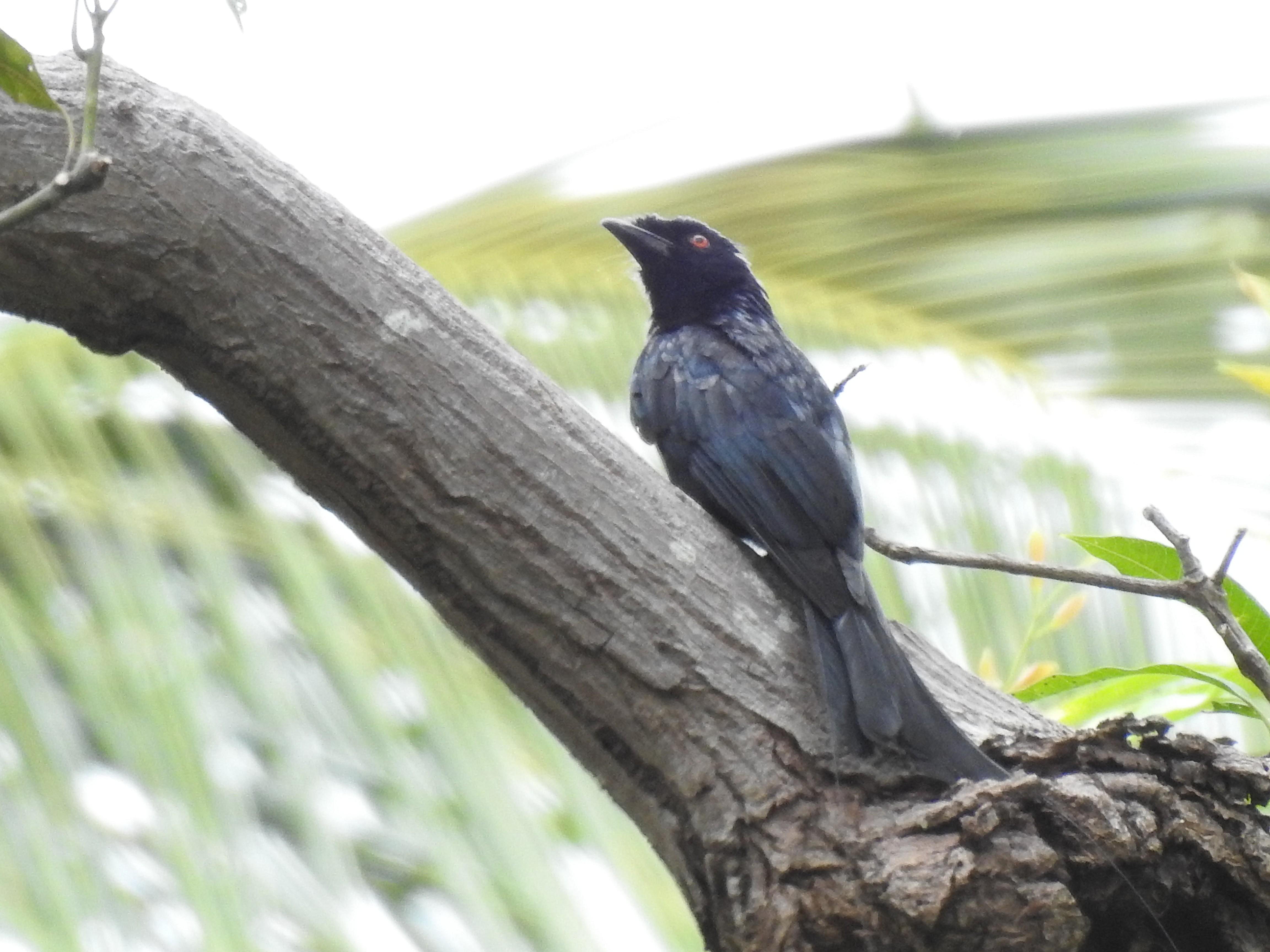 Burung cantik nan licik — Steemit Burung cantik nan licik — Steemit