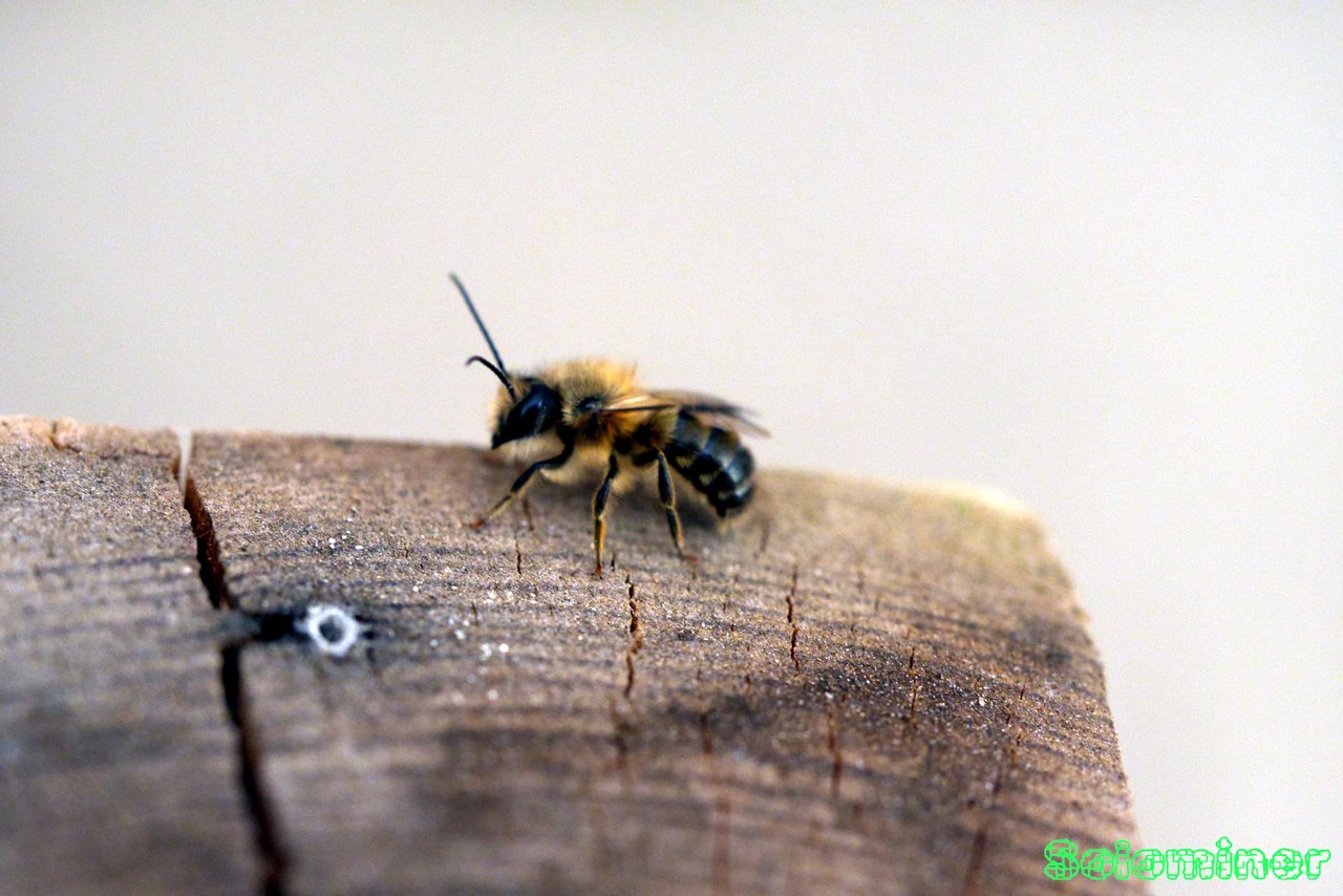 Mason Bees visiting flowers - Macro Photography