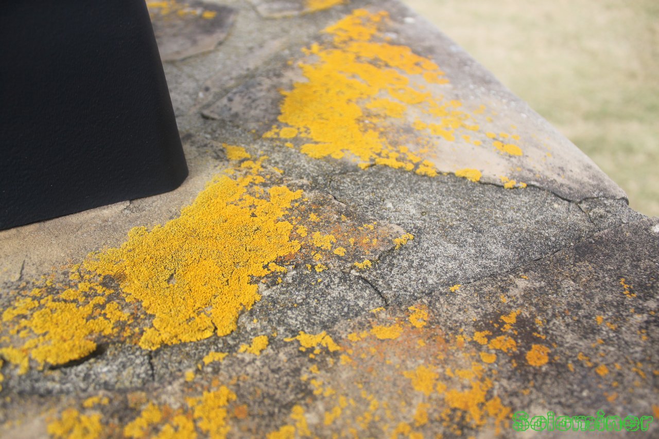 Yellow slime patch growing on stone