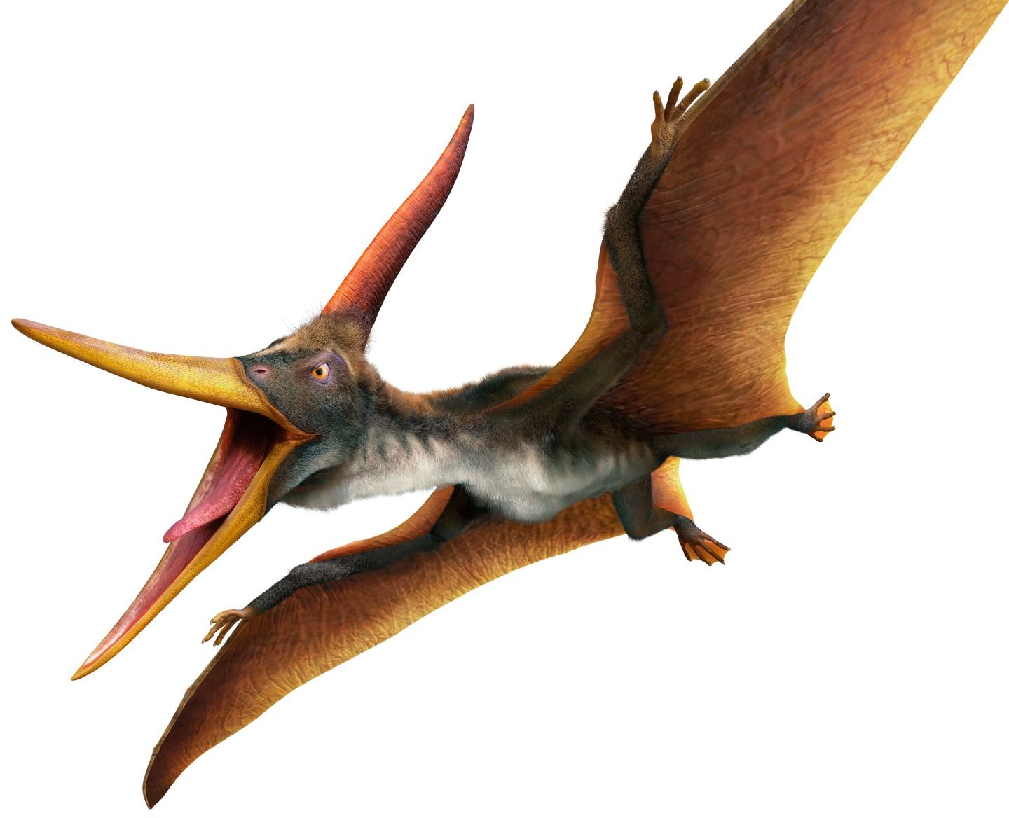 A short article on "flying dinosaurs"