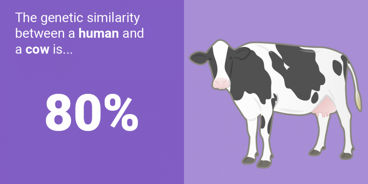 Similarities Between Cows And Humans - All About Cow Photos