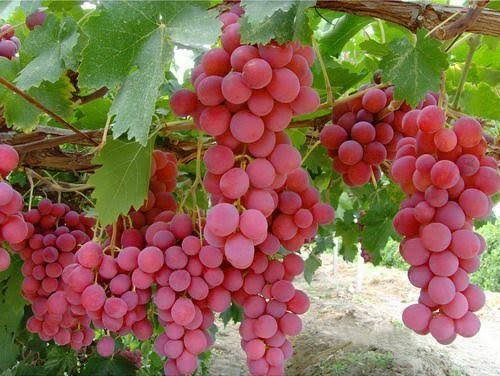Some Benefits of Wine Based on the Color (Manfaat Anggur Berdasarka...