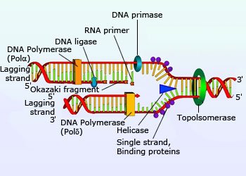 Deciphering the three dimensional structure of DNA