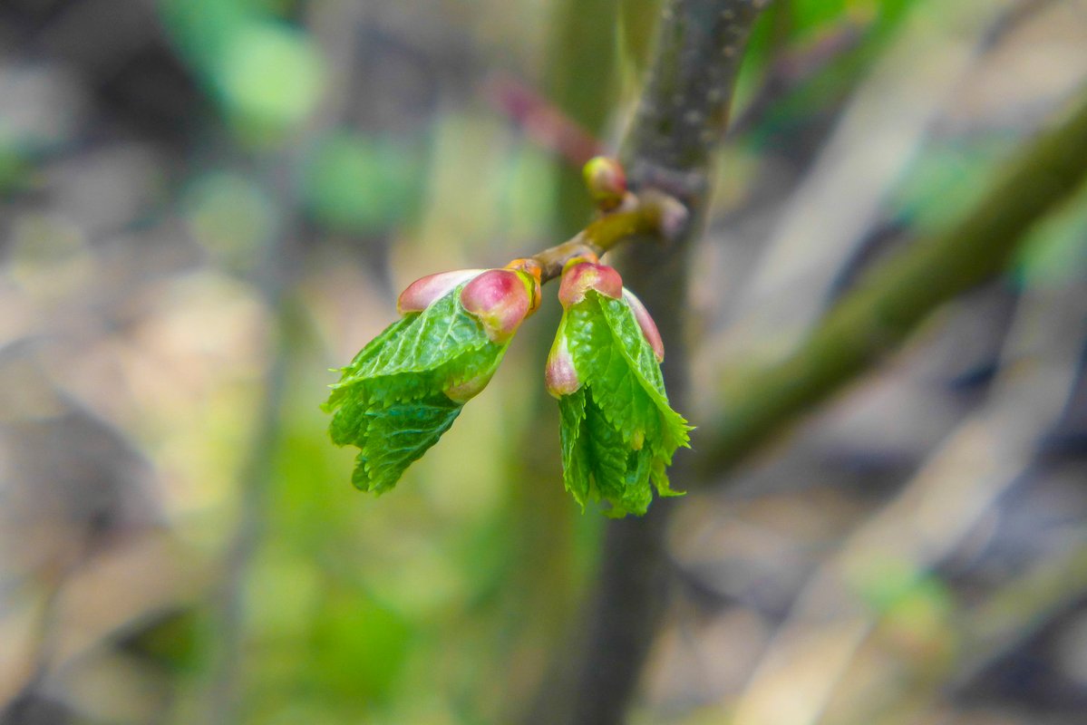 Linden Tree Bud Identification
