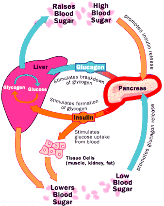 Diabetes – A step closer to a Cure (Disclaimer - albeit with a very ...