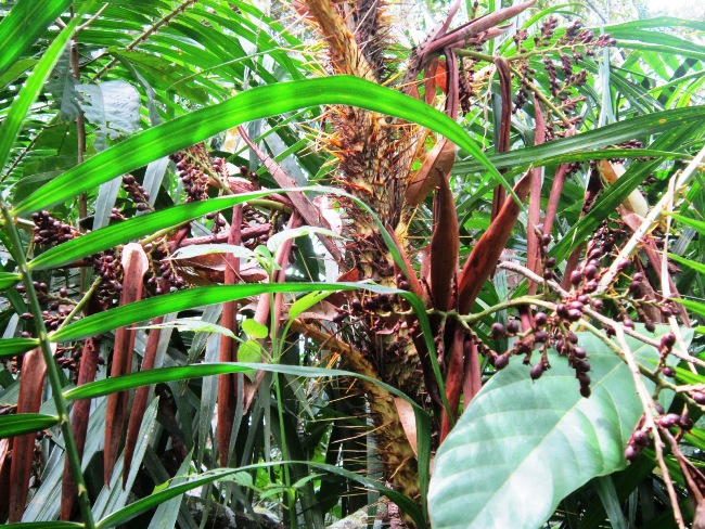 Mengenal Tanaman Jernang