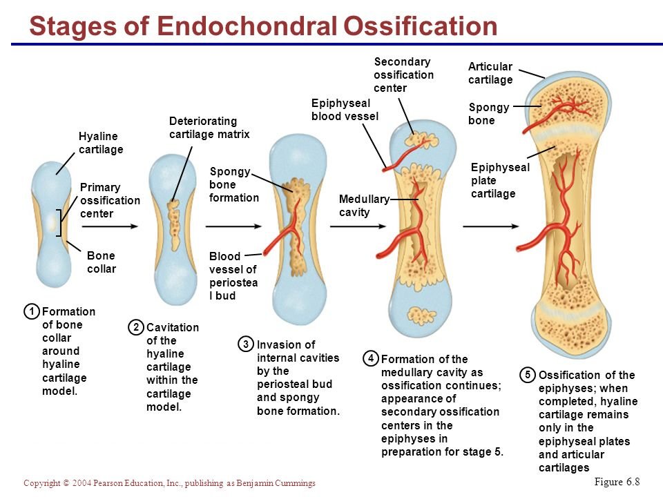 Endochondral Bone Ways of bone formation. (A) Ossification can occur ...