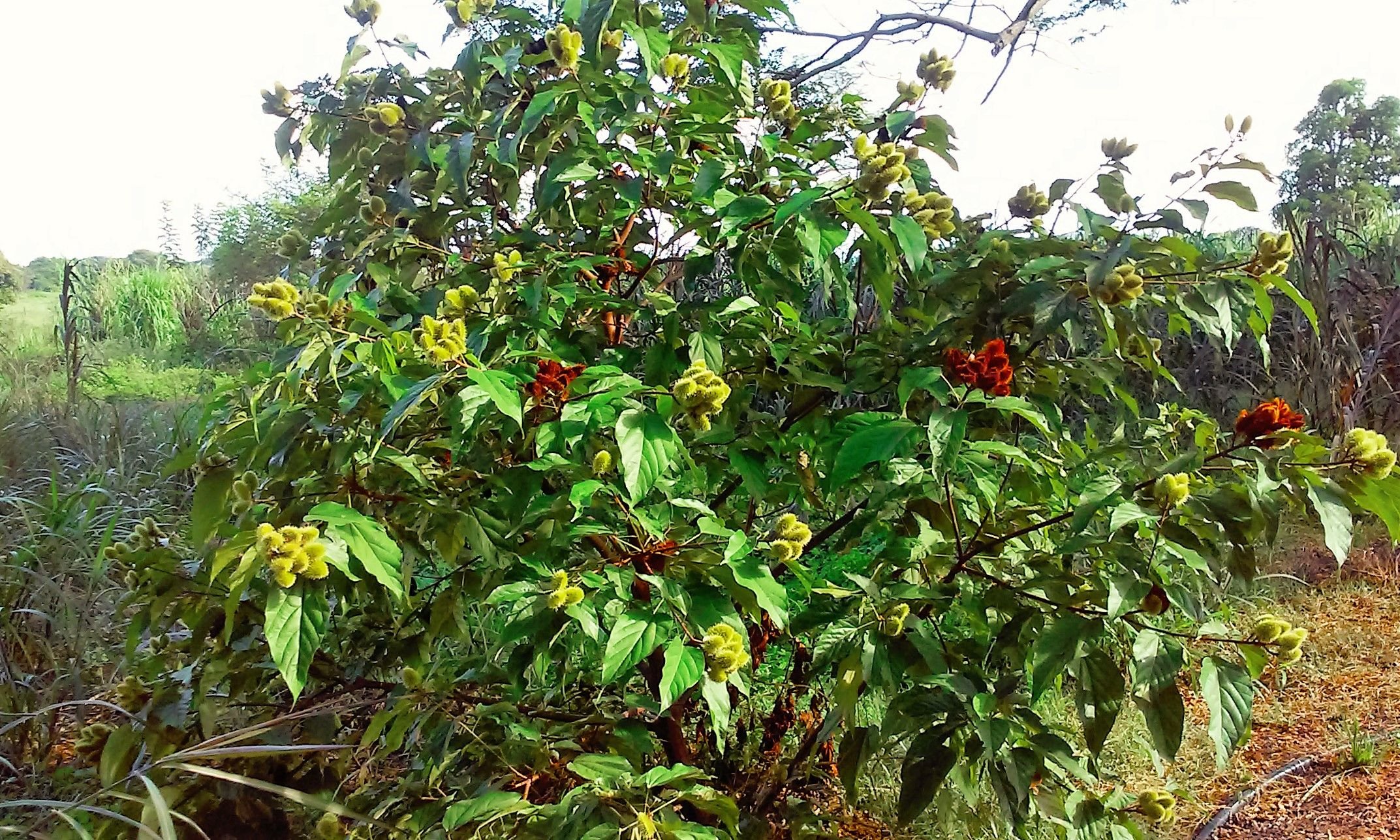La Planta de Achiote