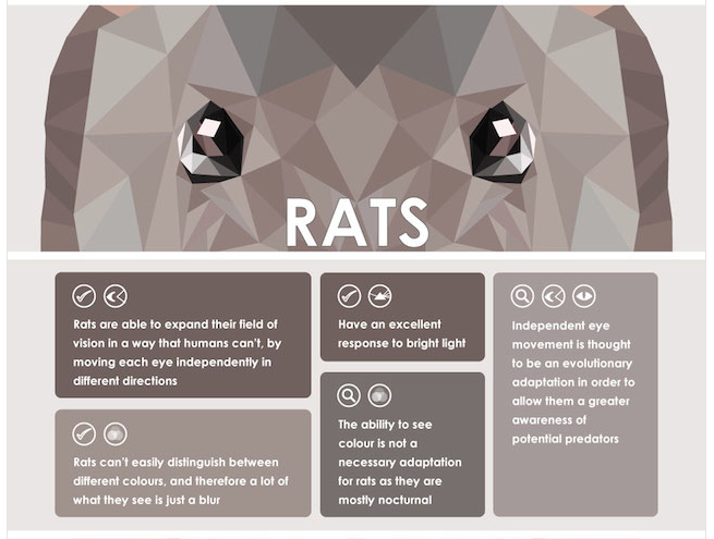 How Animals See The World #1 - RATS