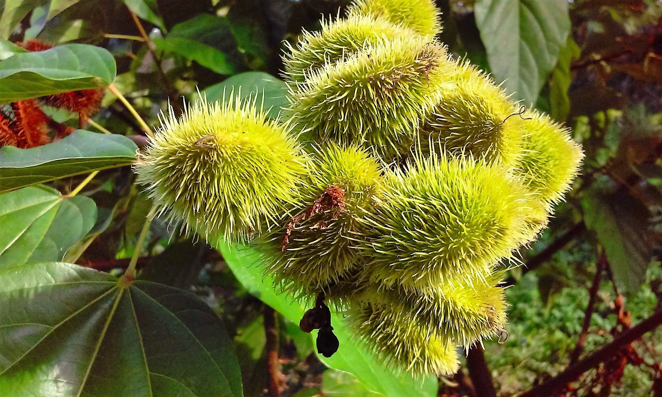 La Planta de Achiote