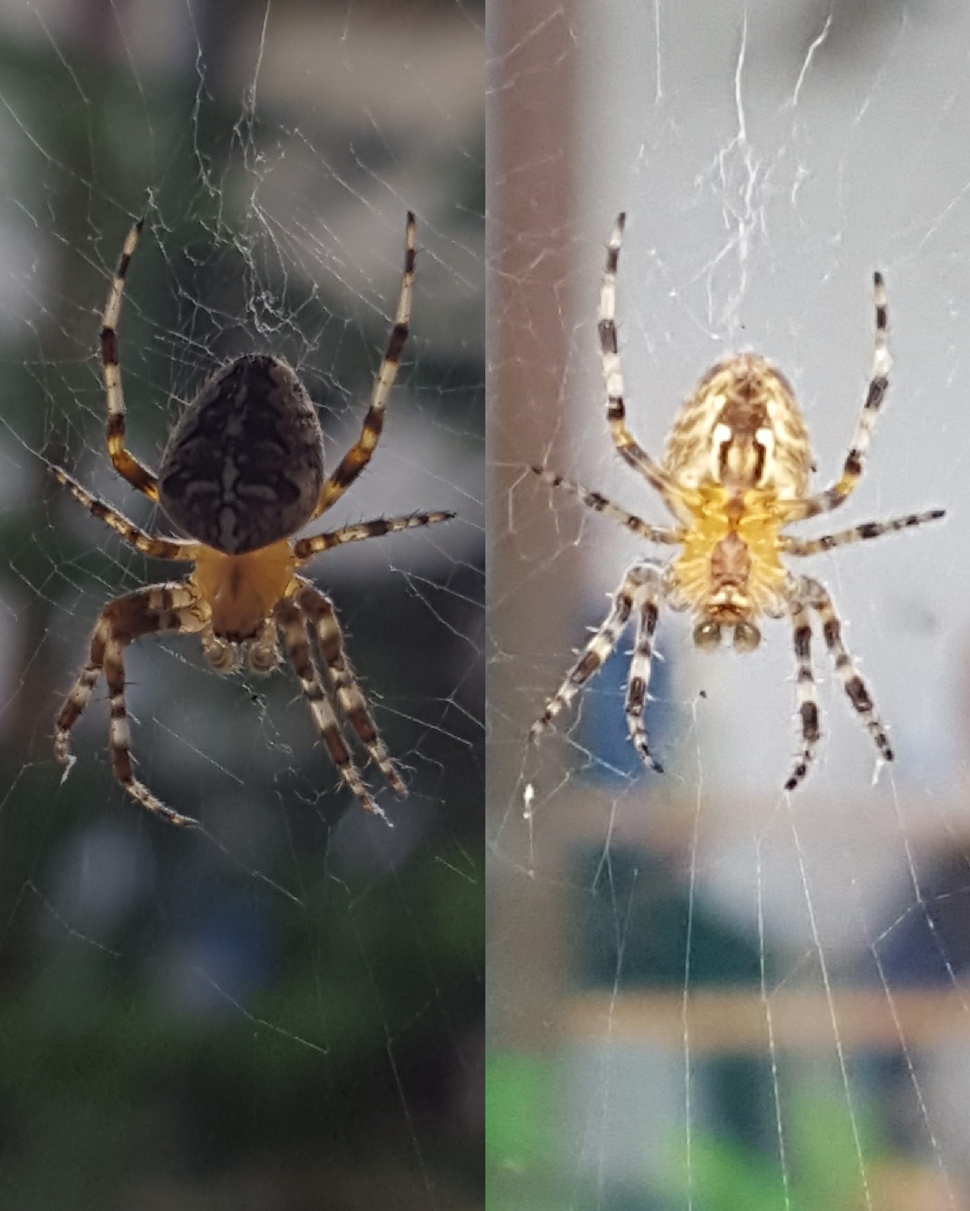 Is The Garden Cross Spider Poisonous | Fasci Garden