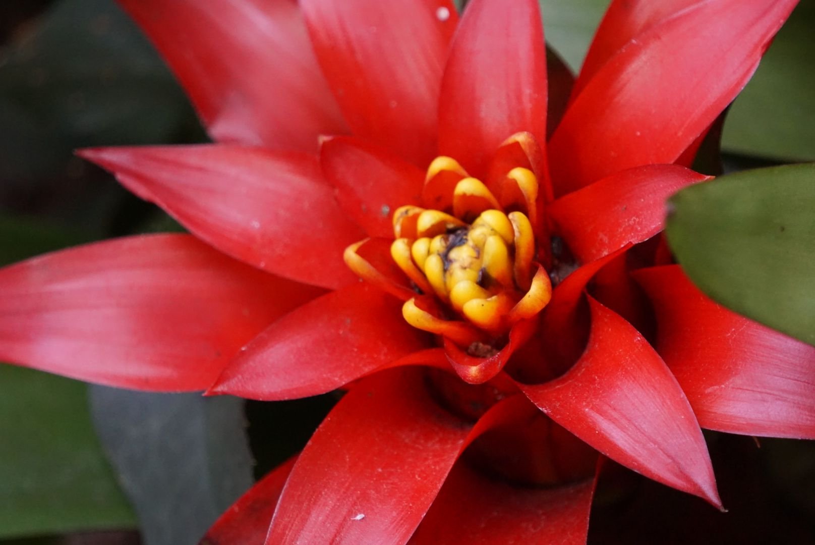 Guzmania Flower Meaning | Best Flower Site