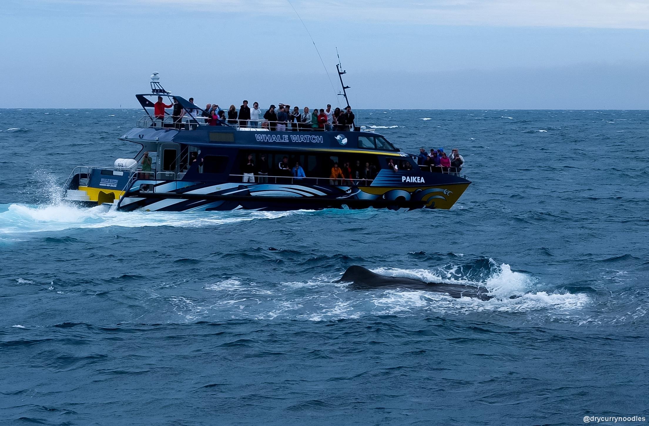 新西兰 ~ 凯库拉观鲸 Kaikoura Whale Watching