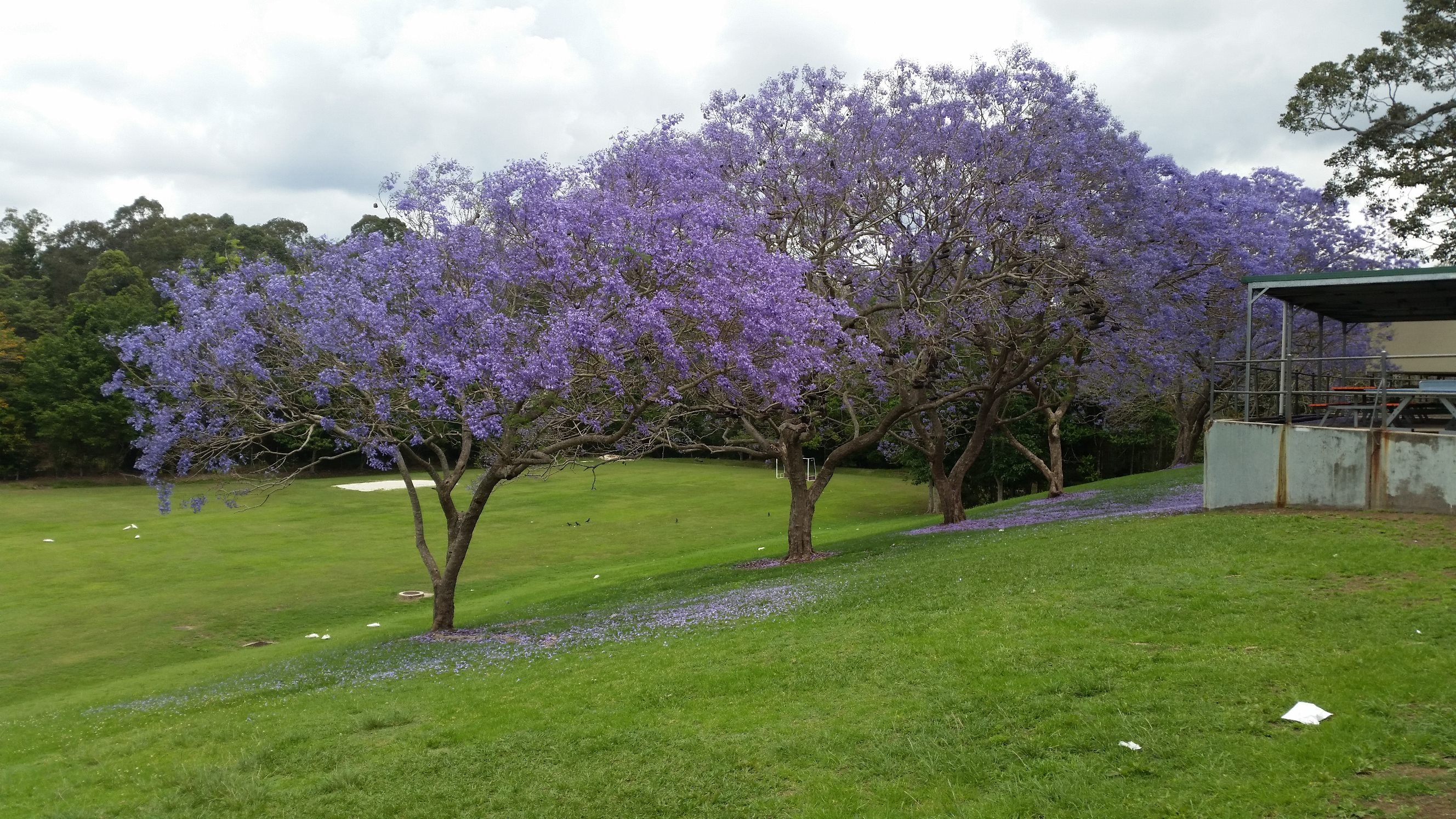 Have you seen purple trees before? 你有看過紫色的樹嗎? — Steemit