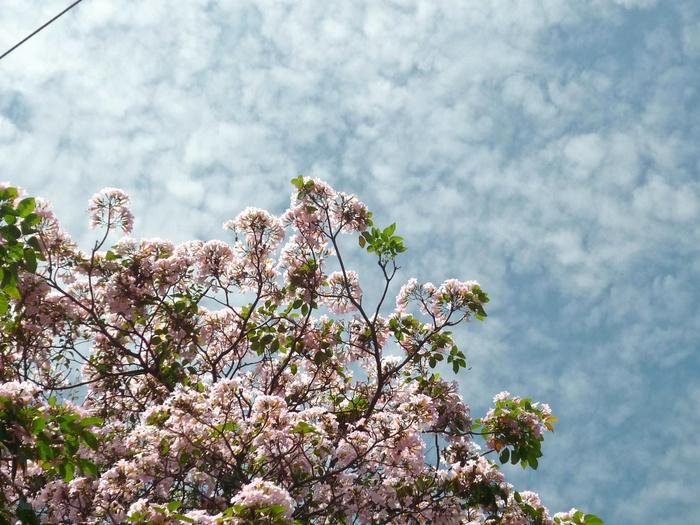 EL APAMATE: Un árbol totalmente color rosa