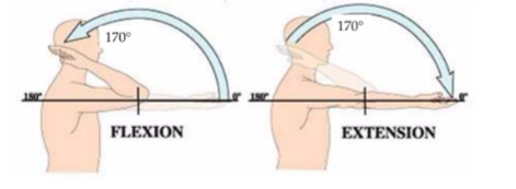 Flexion Y Extension De Hombro