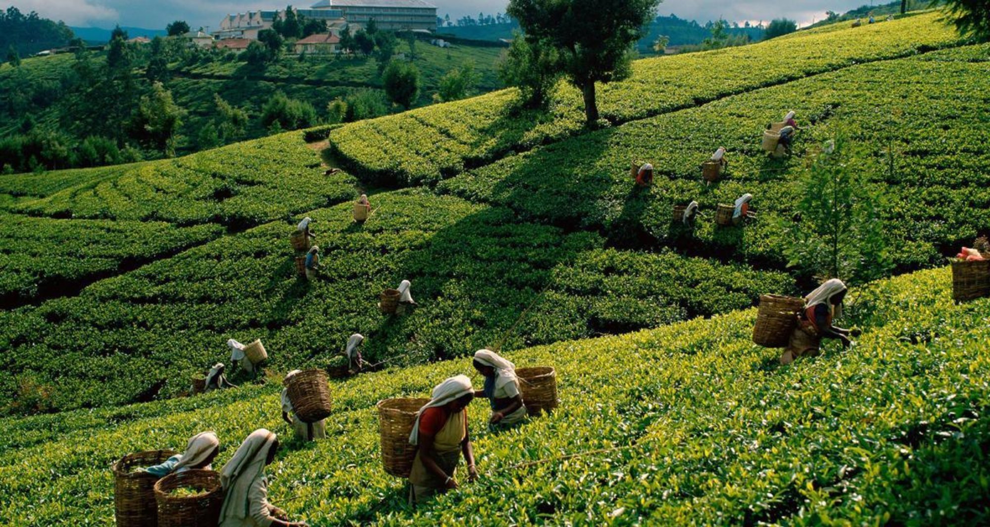 Sreemangal,Bangladesh — Steemit