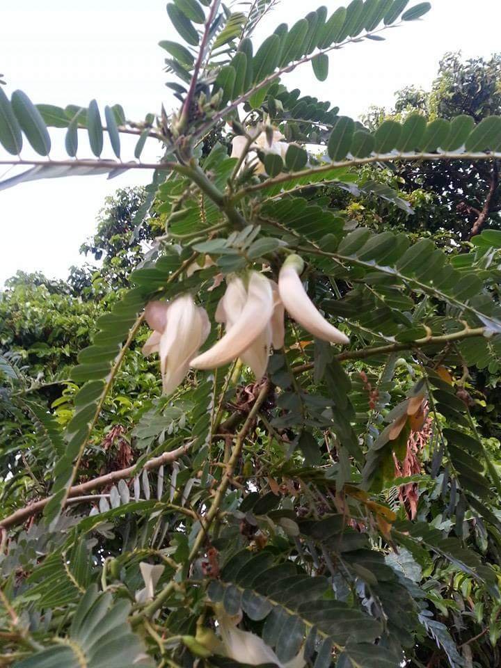 Katuray Flower Nutrients | Best Flower Site