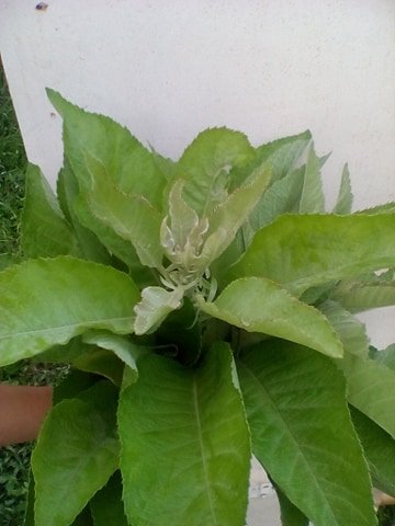 Healthy Benefits of Kulabo Leaf and Gabon Leaf: Herbal Cough Remedy