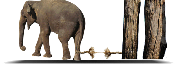 The Elephant and the Rope