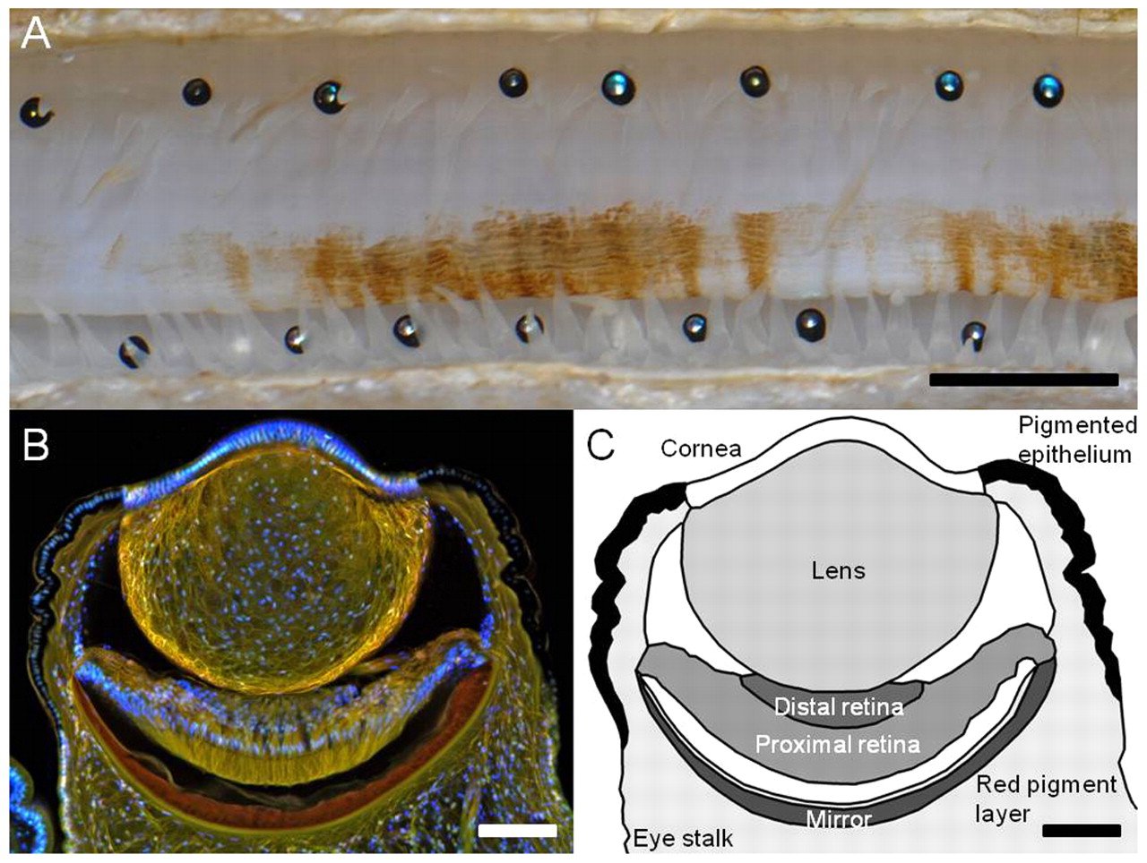 Pectinidae: The Wonder of Nature and The Violation of The Laws of E...