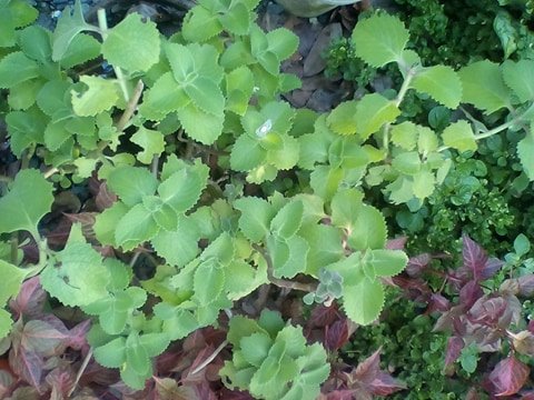 Healthy Benefits of Kulabo Leaf and Gabon Leaf: Herbal Cough Remedy
