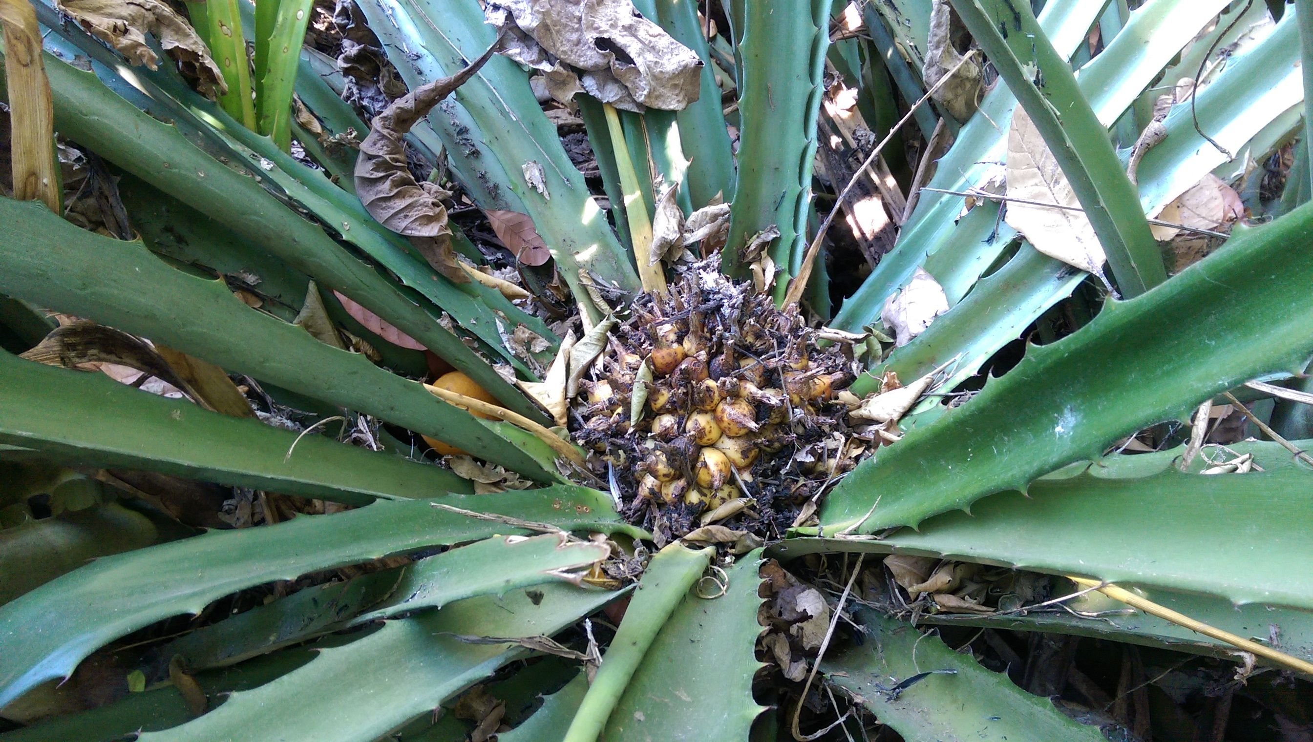 Piña de ratón o piñuela(Bromelia pinguin), planta silvestre que nos...