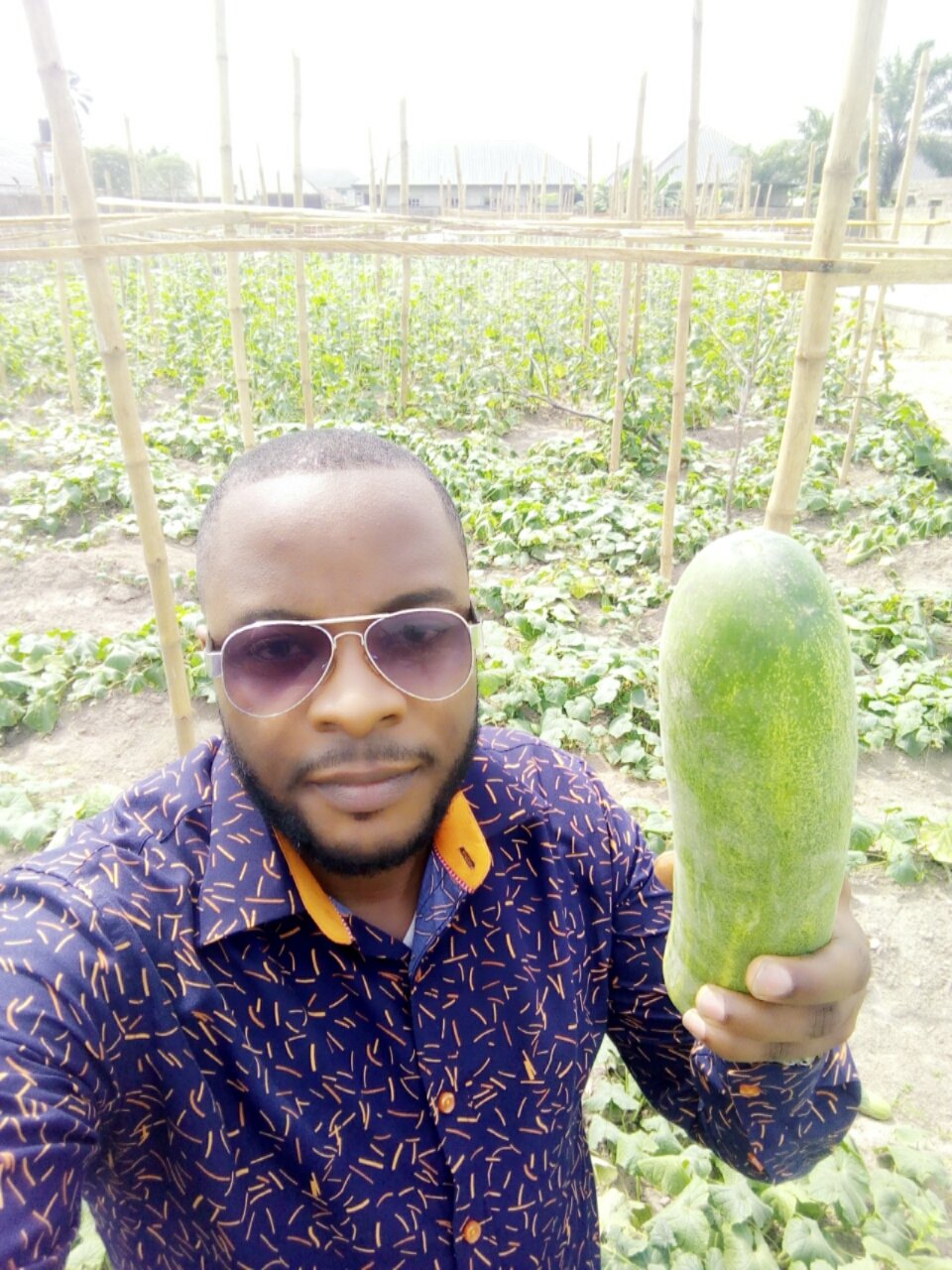 Science Practical : A Pictorial View of my Cucumber Farm