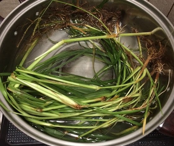 Paragis / The Miracle Grass