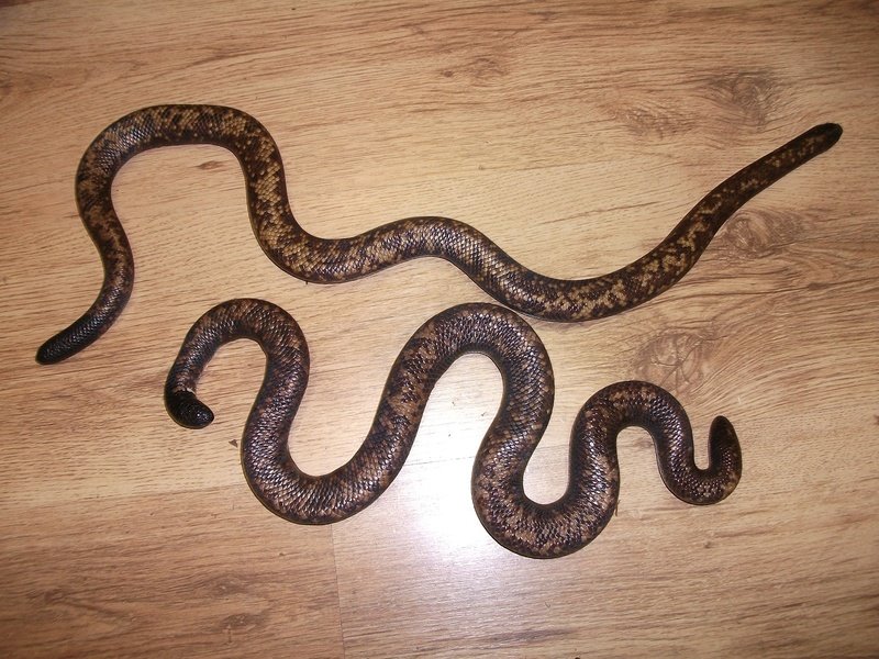 Calabaria Reinhardtii: The Unsightly Snake with Rhinoceros Skin