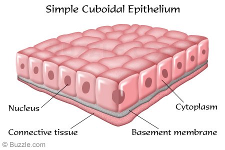 EPITHELIAL TISSUES