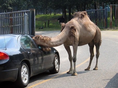 Know Your Animals # 5 - CAMELS