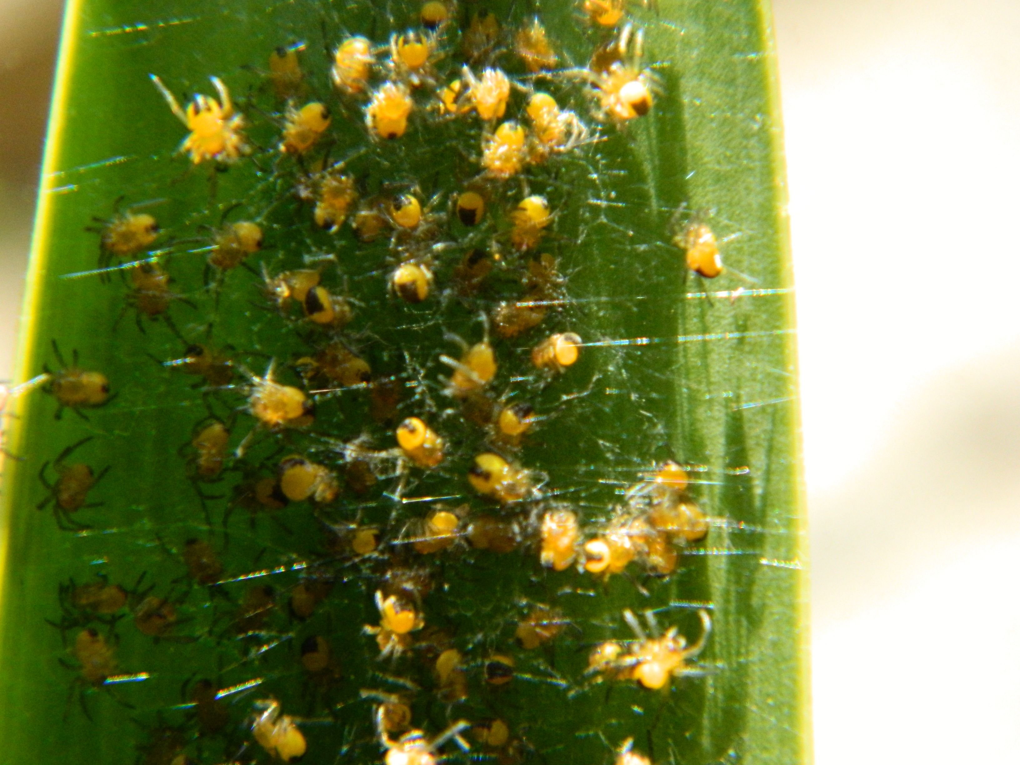 Baby Garden Spiders | Fasci Garden