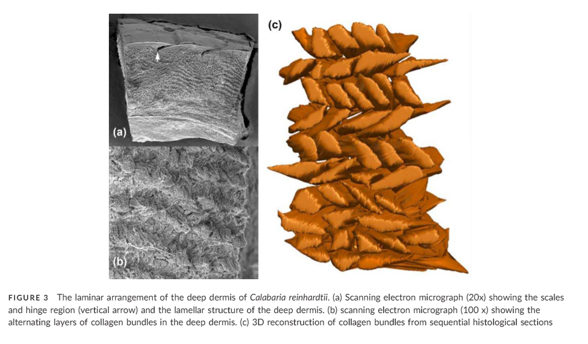 Calabaria Reinhardtii: The Unsightly Snake with Rhinoceros Skin
