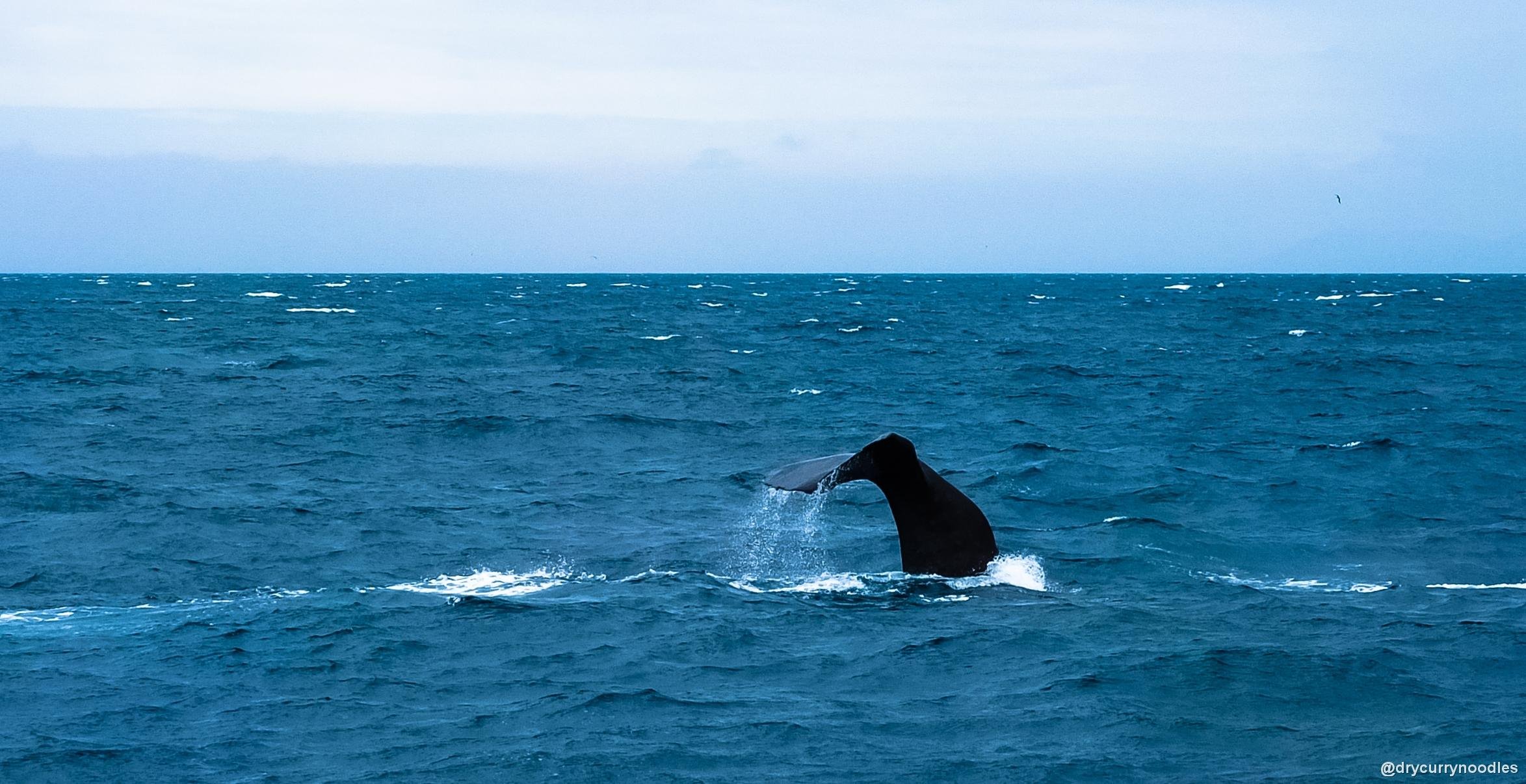 新西兰 ~ 凯库拉观鲸 Kaikoura Whale Watching