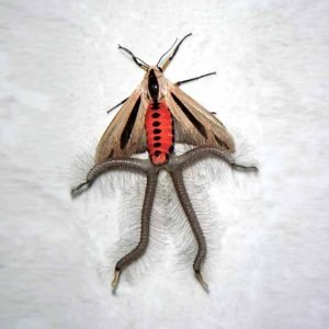 IT WAS REAL! - Mysterious Alien Moth I found on the internet — Steemit