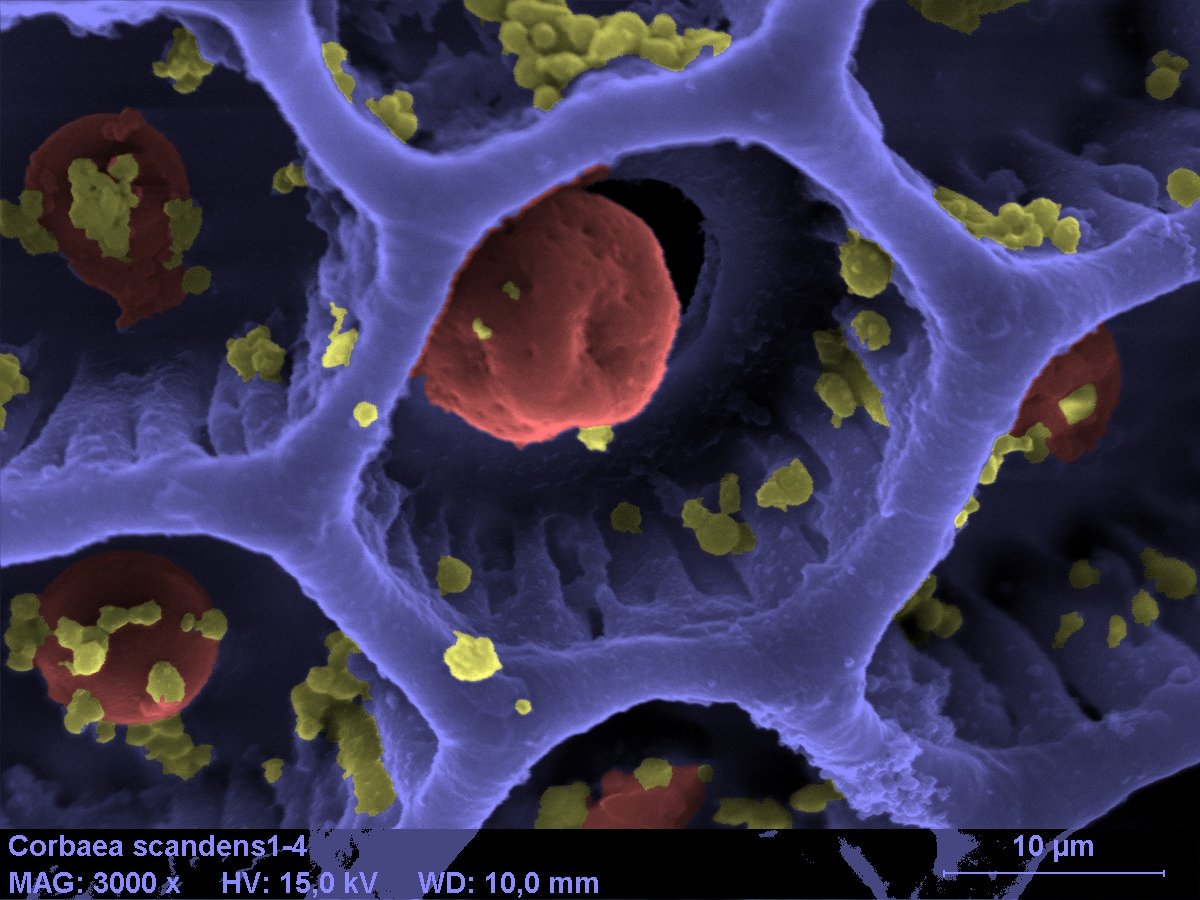 #sciencepic: Scanning Electron Microscopy image of Sunflower, primrose ...