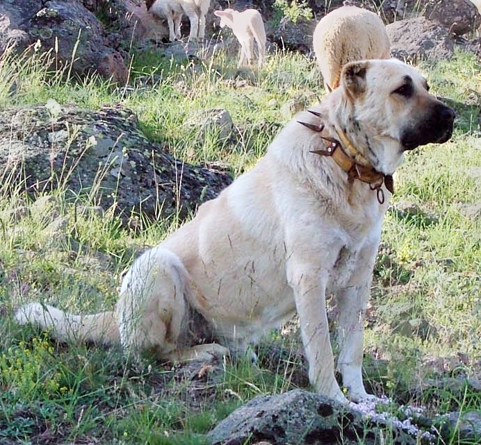 A wonderful and steady dog, Sivas Kangal Dog — Steemit