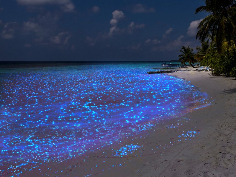 Visit Amazing Places | Sea of Stars, Vaadhoo Island Maldives — Steemit