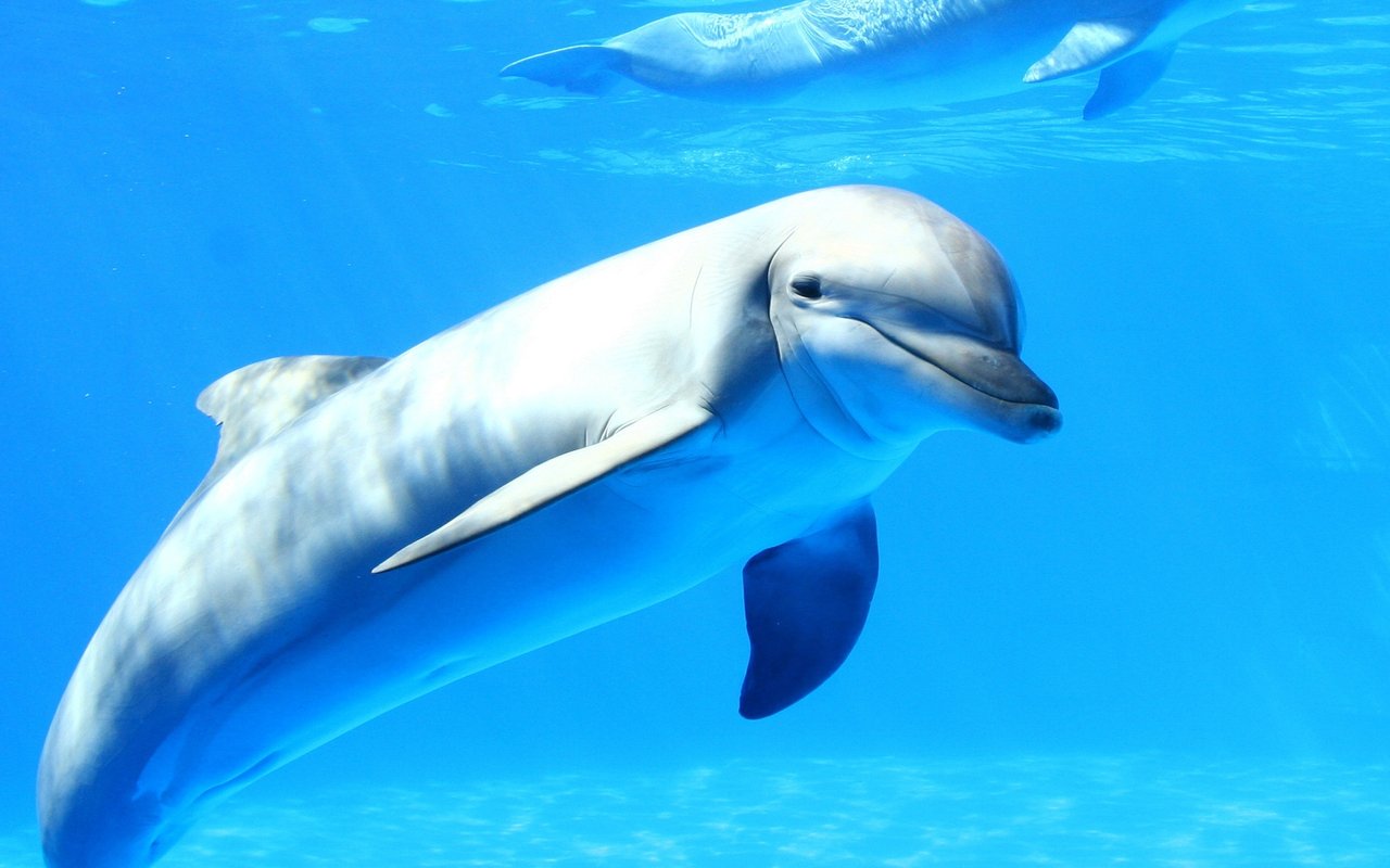 Some Unknown Amazing Facts About Dolphins