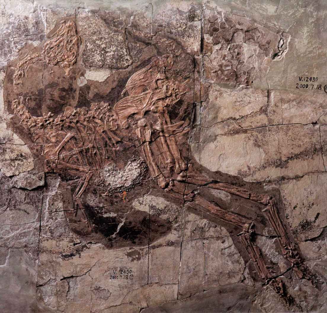 What I Learnt Today : Pterodactyl was not only the flying dinosaur ...