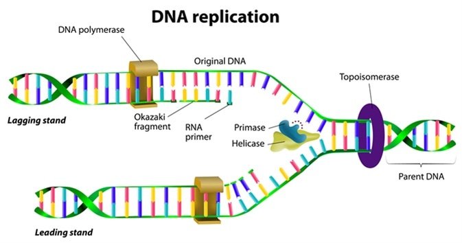 Deciphering the three dimensional structure of DNA
