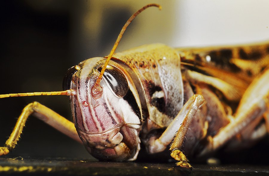 Locust Up Close (four images) — Steemit