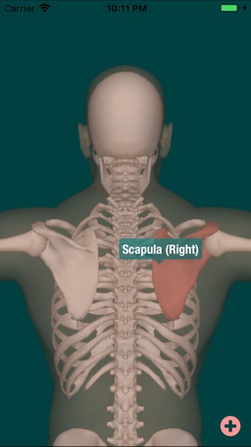 Skeleton Map 3D - Interactive 3D View of the Human Bone Structure ...