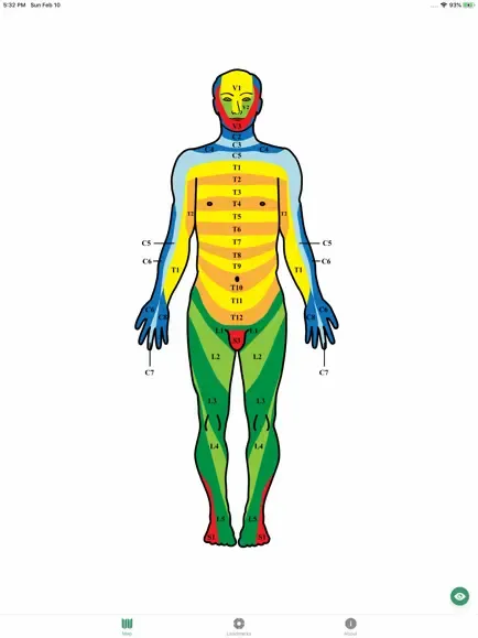 Dermatomes - Neurological spinal nerve map | Steemhunt