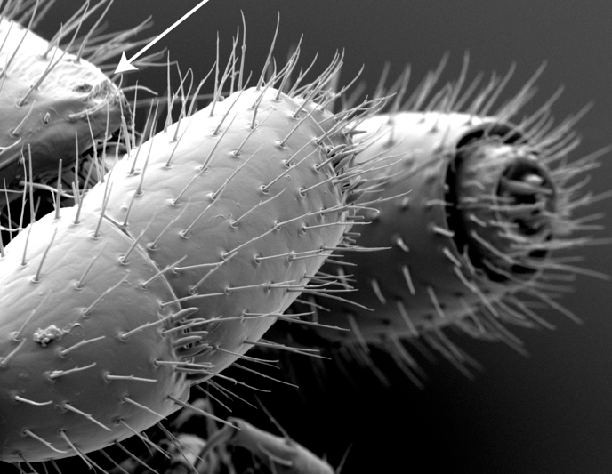 Illacme plenipes - Meet the World's leggiest Animal! — Steemit