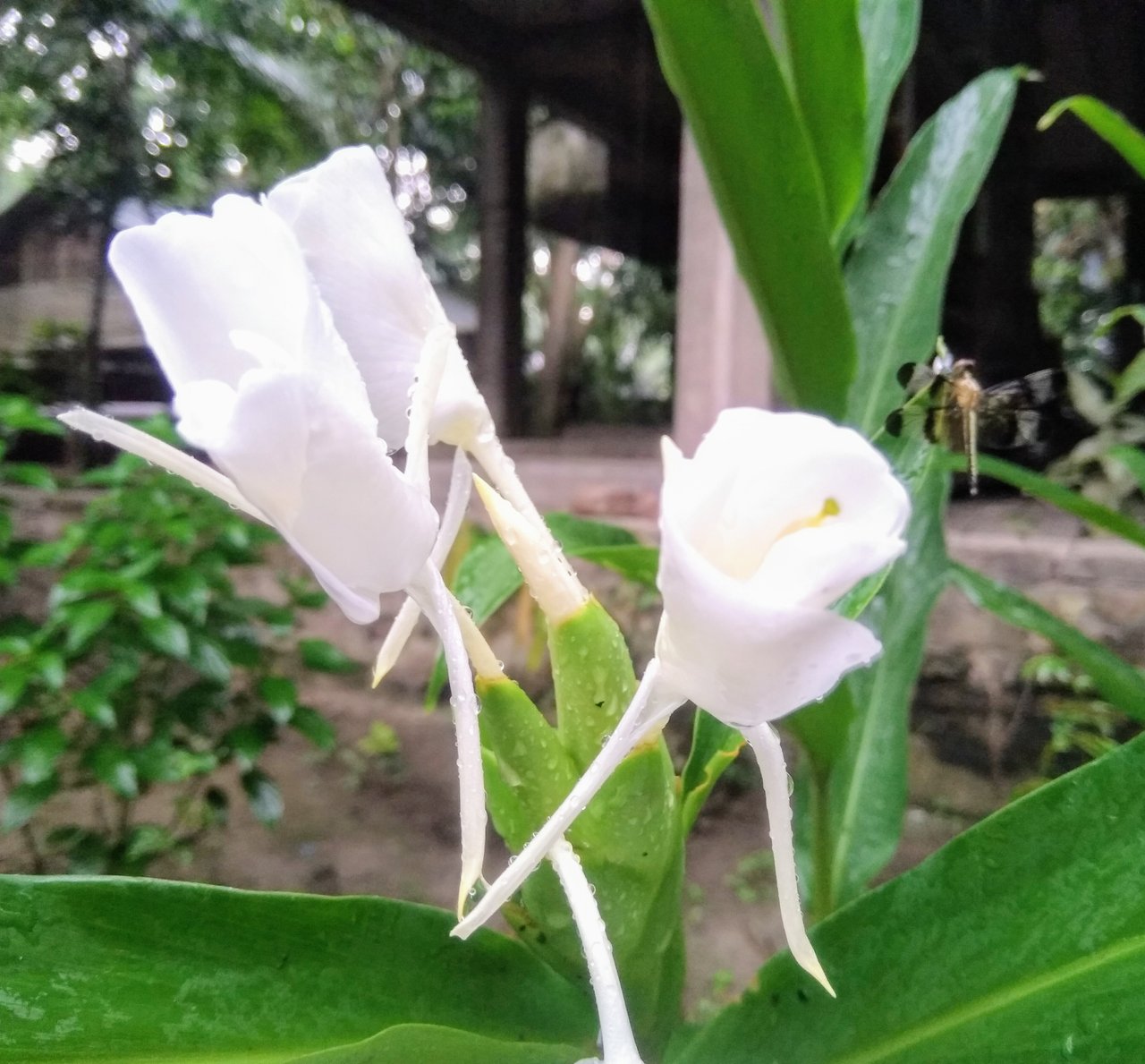 White Ginger Lilly, Butterfly Ginger or Dolon Chapa: The most beautiful ...