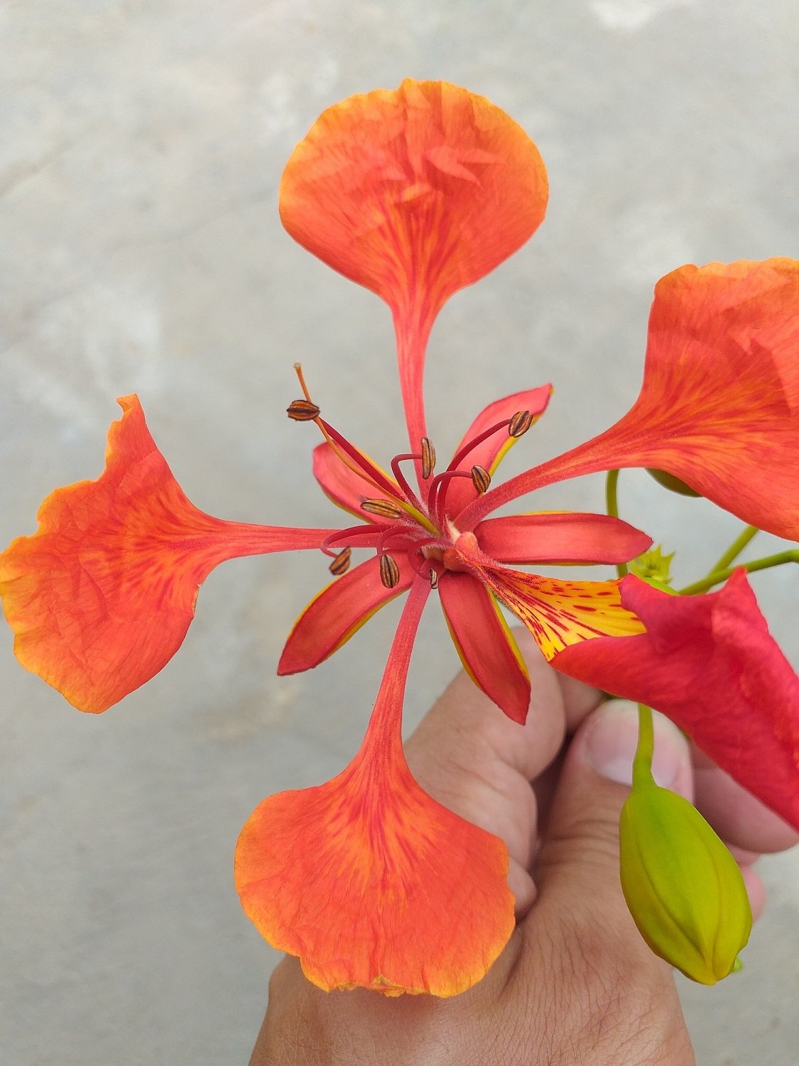 Flamboyan Flower - Flor de Flamboyán — Steemit