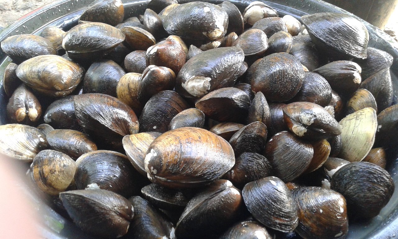 Tuway The Delicious And Big Mud Shell — Steemit